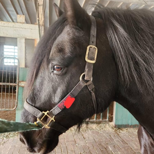 2 Lines Embroidered Horse Halter Name Tag - Etsy