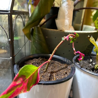 Rare Party Time Pink Plant Starter Plant ALL Starter Plants REQUIRE You ...