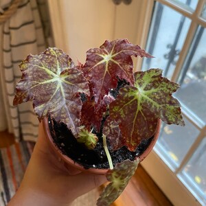 Rhizomatous Begonia 'starburst' - Etsy