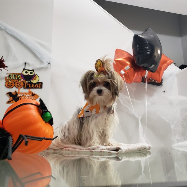 Boujee Barks Unique Bandannas Dog Collars Leashes by BoujeeBarks