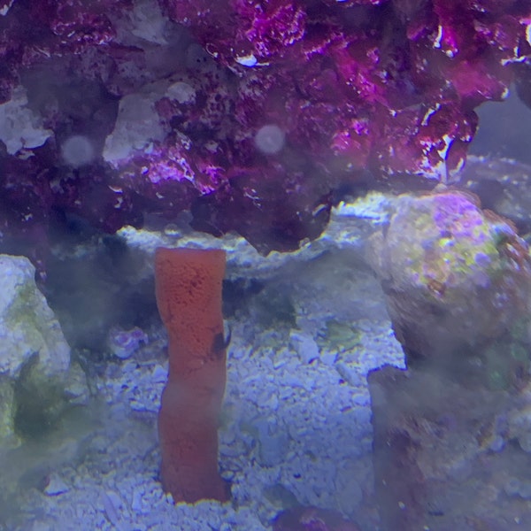 Live Frag Purple Fauchea Macro Algae Marine Saltwater Plant Reef ...
