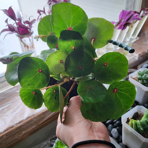Red Ruby Begonia (4" Pot) (begonia Conchifolia Rubrimacula) - Etsy