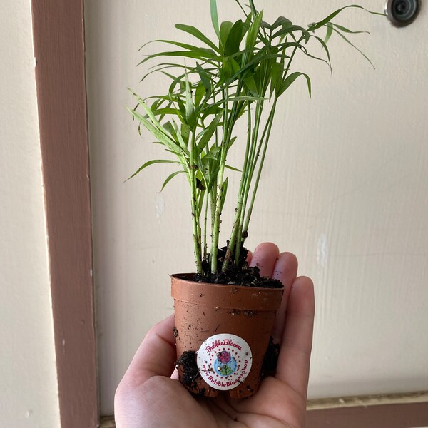 Bamboo Palm, Palma Areca, Reed Palm Clustered Parlor Palm, Cane Palm ...