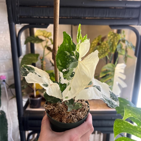 Mican Philodendron | Velvet Leaf Philo | Indoor & Outdoor Live Tropical ...