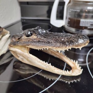 ALLIGATOR BONE DUST Voodoo Hoodoo Wicca Gothic Oddity - Etsy