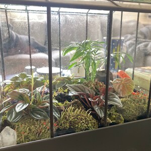 Mini Foliage in 2 Pots 5 Plants Included Peperomias - Etsy