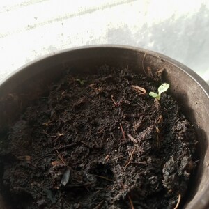 Egg Tree Seeds - Etsy