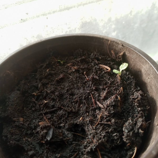 Egg Tree Seeds - Etsy