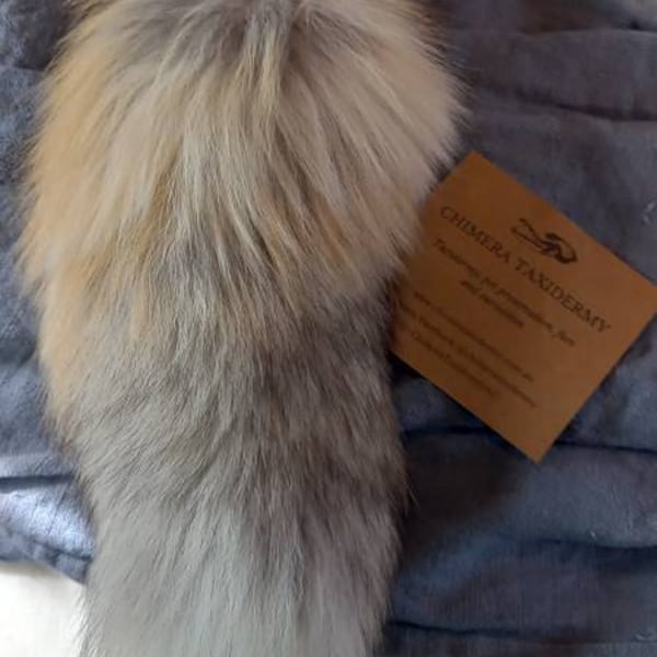 B Grade Fox Tail Keychains, Tails for Therians, Taxidermy Tails - Etsy