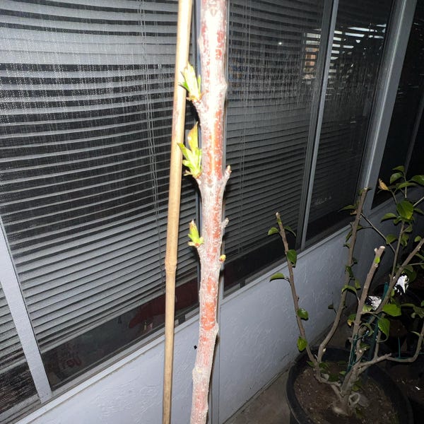 Fruit Cocktail Mango Tree - Grafted Tree - 1 to 2 Feet Tall -grafted ...