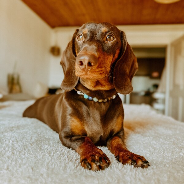 Collar Anti Tick and Fleas With Turquoise - Lithotherapy for Dogs - Etsy