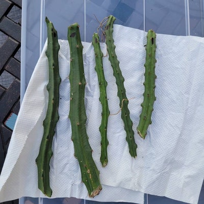 Pumice Substrate Ingredient for Succulent Cactus Bonsai Soil Mix ...