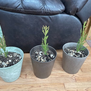 3 Giant Sequoia Trees California Redwood Potted 812 Tall Seedlings Free ...