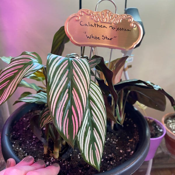 Calathea White Star Lush | Calathea Whitestar Starter Plant | Rooted ...