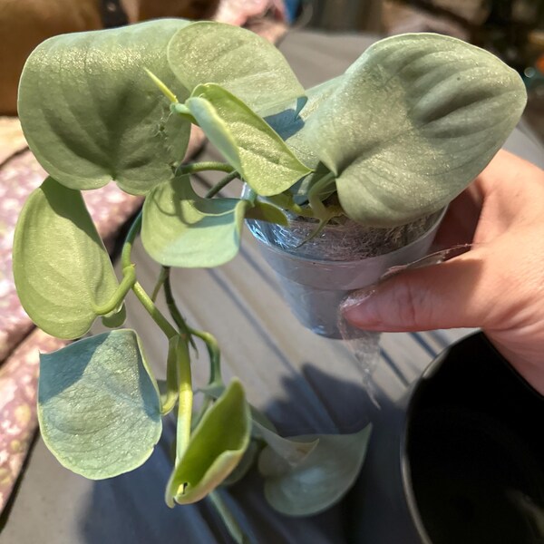 3” Sooo (TM) Silver Scindapsus Plant Pot - NEWER CULTIVAR - Lush ...