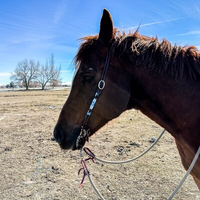 Belt Style Turquoise Buckstitch Split Ear Headstall Activeleather ...