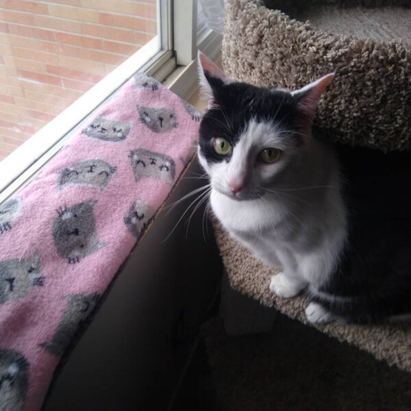 Window Sill Cat Pad/ 8 Sill Pad - Etsy