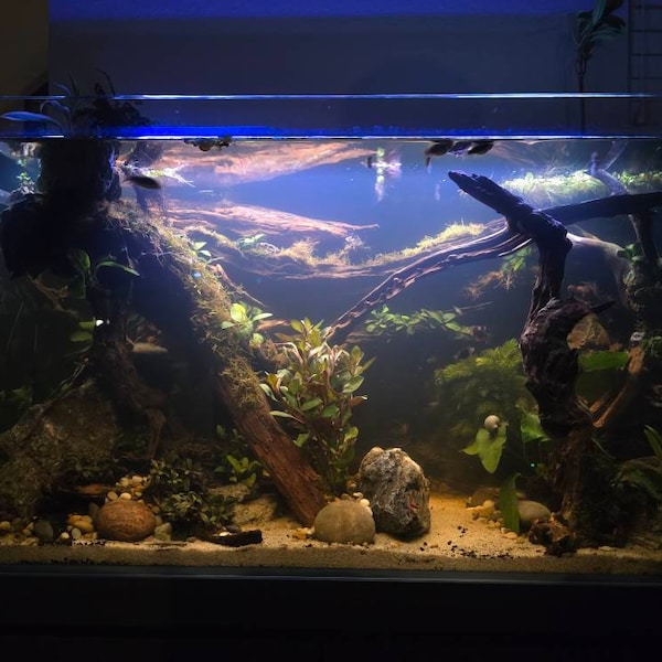 Samolus Parviflorus Red Rare Live Aquarium Plants - Etsy