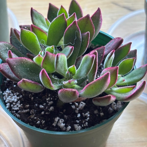 Rare Echeveria Pulvinata "ruby", Ruby Blush Succulent, Echeveria Red ...