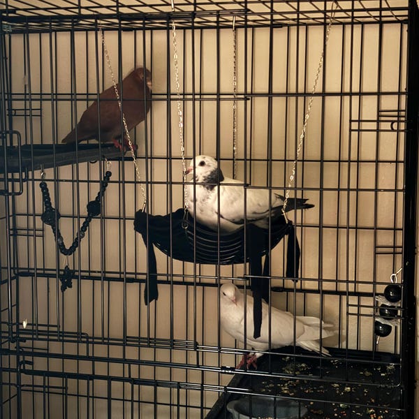 Large Chunky Wood Pet Perch for Cage, Pet Rat Toy Accessories, Rat ...