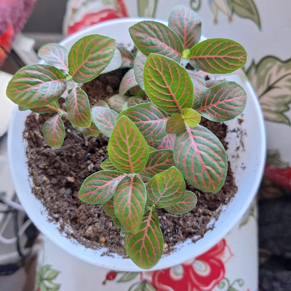 Fittonia Red (nerve Plant) Starter Plant **ALL Starter Plants Require ...