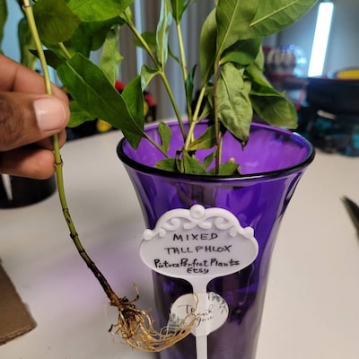 3/ Live BARE Root Hosta free Spirit Starter Plants. Lavender Blooms ...