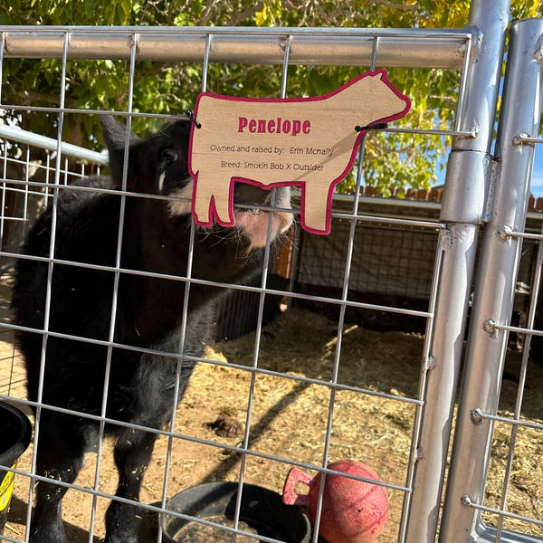 Market Barrow Hog Pig Show Award for Livestock Show Expo 4H Trophy - Etsy