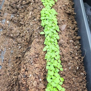 200 Thai Water Convolvulus Seeds, Morning Glory, Water Spinach, Water ...