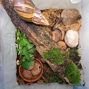 Land Snail Kit Ideal for Garden Snails - Etsy