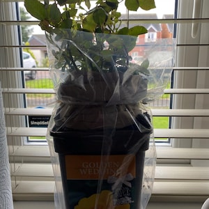 Mixed Alpine Plants Vibrant Garden Perennial Large Flowering Rockery ...