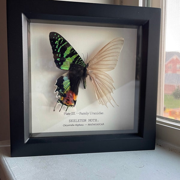 Real Framed Moth Skeleton Sunset Moth Display Insect Taxidermy - Etsy