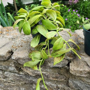 Hoya Finlaysonii Rare Hoya Plant - Etsy