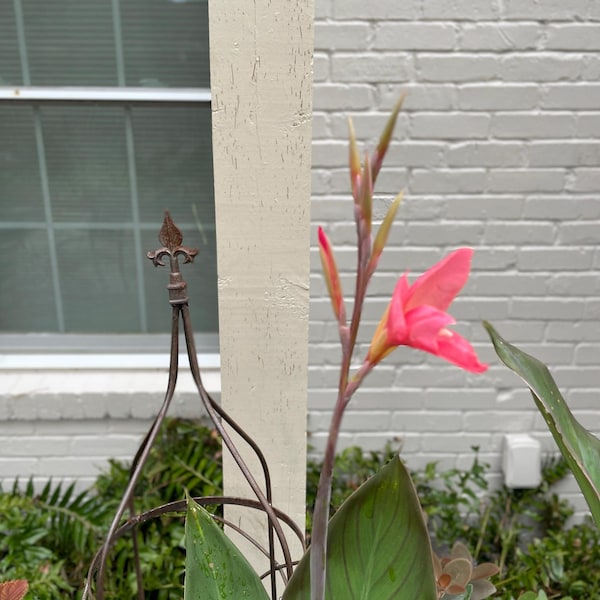 Variegated Canna Lily Rhizome Bulb, Giant Phasion / African Sunset ...