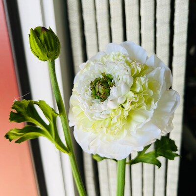 21 Faux Double Ruffled Ranunculus Stem White - Etsy
