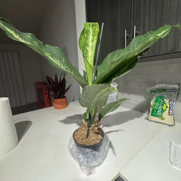 Mican Philodendron Velvet Leaf Philo Indoor & Outdoor Live Tropical ...