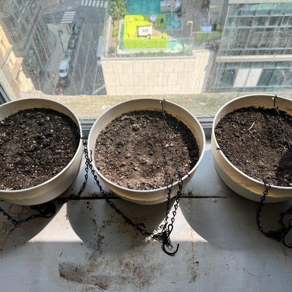 65 Columbine Seeds Blush Rose Flower Seeds, Heirloom Seeds, Non Gmo ...