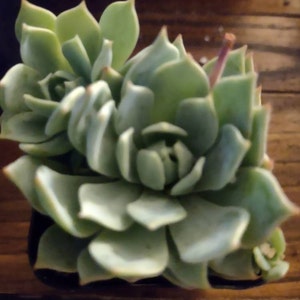 Potted Succulent Plant 2 Inch Echeveria Ramillete - Etsy