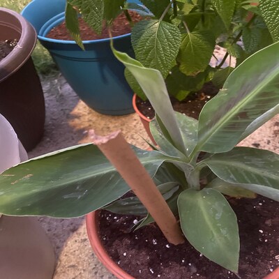 Musa poquito Banana Tree/ Banana Tree in 4 Inch Cups one Plant per Cup ...