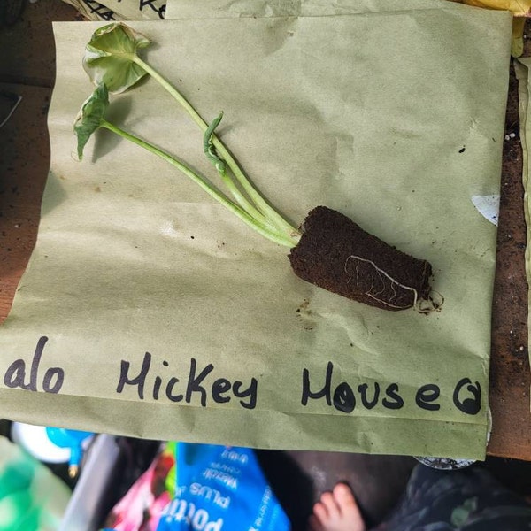 Alocasia Mickey Mouse “xanthosoma Albomarginata” Starter Plant (ALL ...