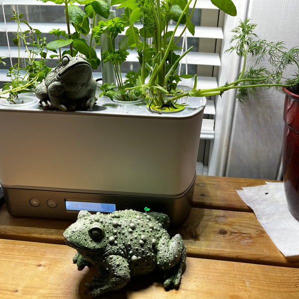 Warty Frog, Toad, Little Frog Prince, Frog Statue, Concrete, Stone Frog ...