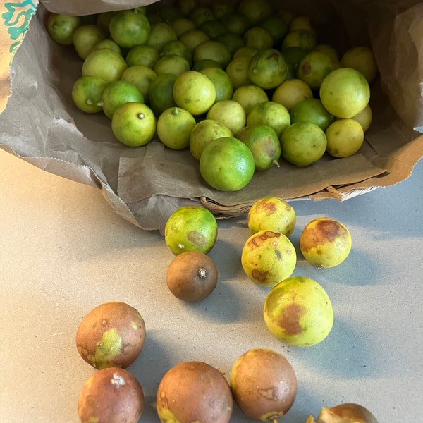 Organic Non-gmo Key Limes Fresh Seeded (ALKALINE) the Actual Fruit ...