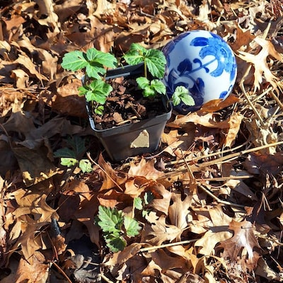 Arrow-wood Viburnum viburnum Dentatum 3-pack of Tubelings - Etsy