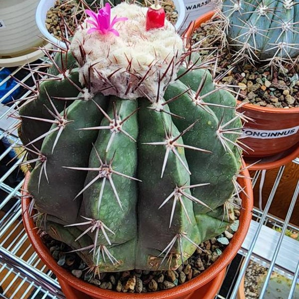 Melocactus Curvispinus Live Rooted Cactus From Seed Grown - Turk's Cap ...