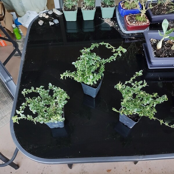 Pack of 2 Angel Vines - Etsy