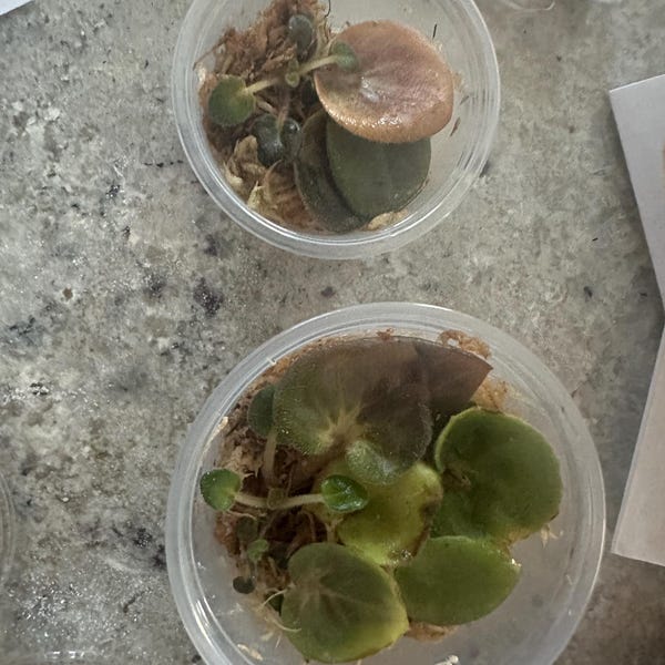 Rob's Pewter Bells Mini African Violet - Etsy