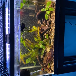 Uxi Pod Botanicals Vivarium Terrarium Decor Tannins Shrimp - Etsy