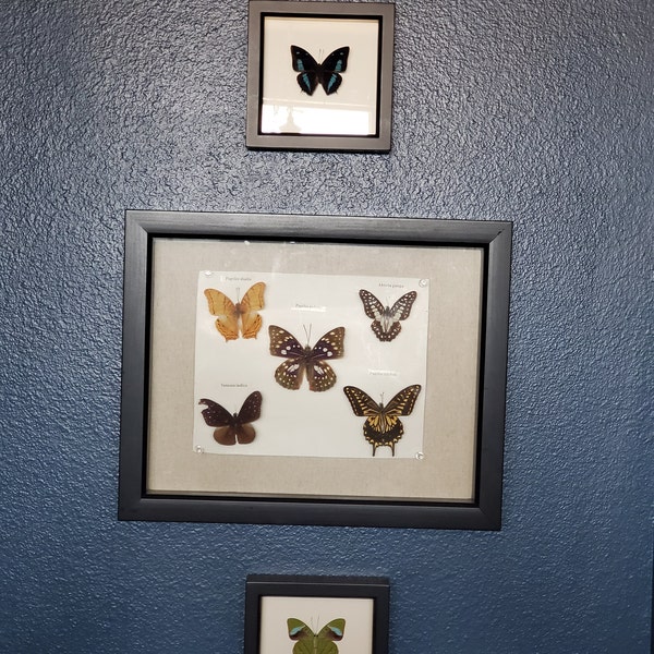 Framed Mottled leafwing Polygrapha Cyanea 6x6 Inch Shadowbox - Etsy