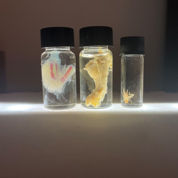 Mystery Oddity WET SPECIMEN Surprise Box - Animal Kingdom - Etsy