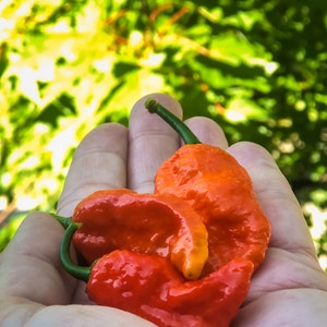 15 Numex Pinata Pepper Seeds isolated-padded Envelope - Etsy