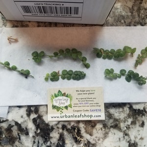 Peperomia Prostrata Turtles on a String Cuttings - Etsy